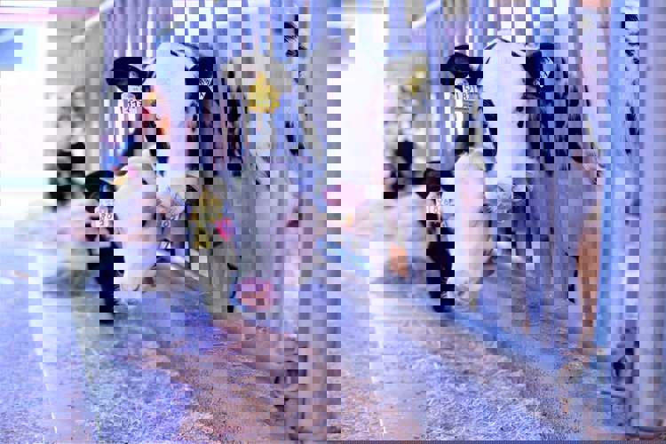 Sprayfo es la solución en crianza de becerras para el mejor Inicio de ...