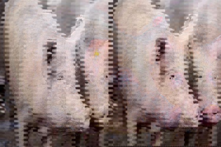 Desempeño de la cerda - TN Mexico